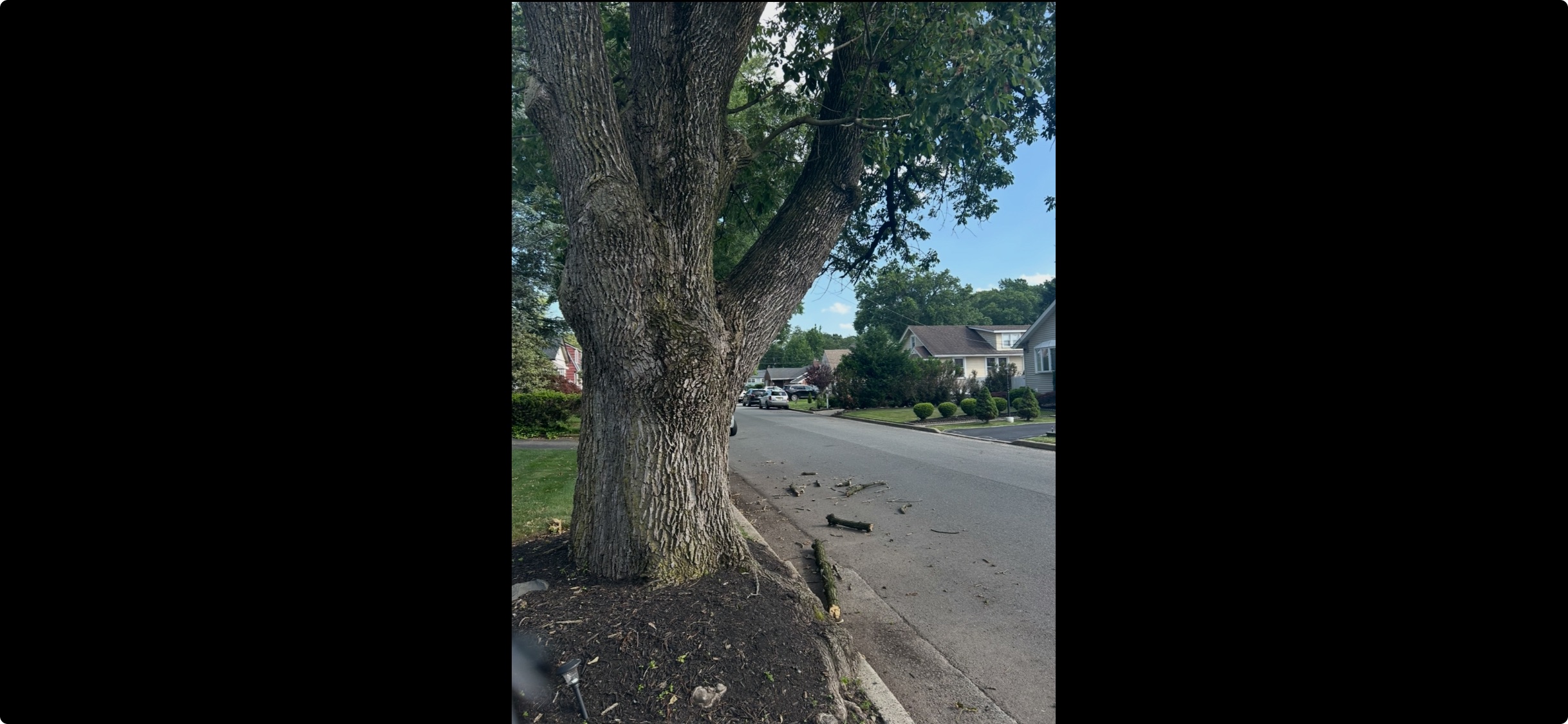 Who Owns the Danger? Edison's Dead Tree Dilemma - Edison Reporter